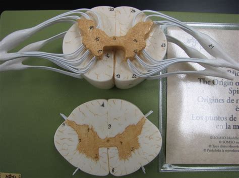 KIN 223 Lab 12 Spinal Cord Nerves And Plexuses Diagram Quizlet