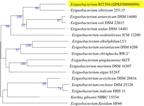 Figure 1 From Polystyrene Degradation By Exiguobacterium Sp Rit 594