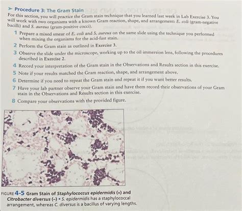 Solved Procedure The Gram Stain For This Section You Chegg Com