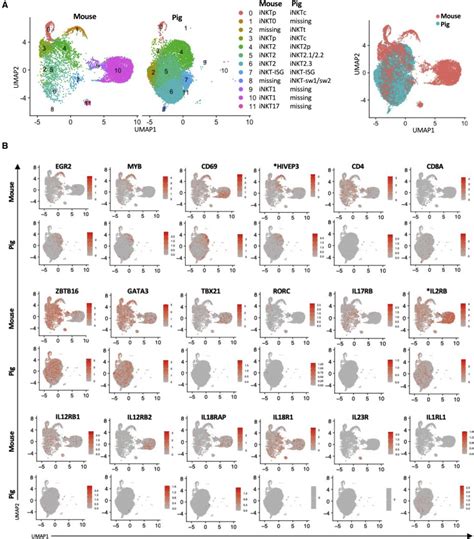 a single cell analysis of thymopoiesis and thymic inkt cell development
