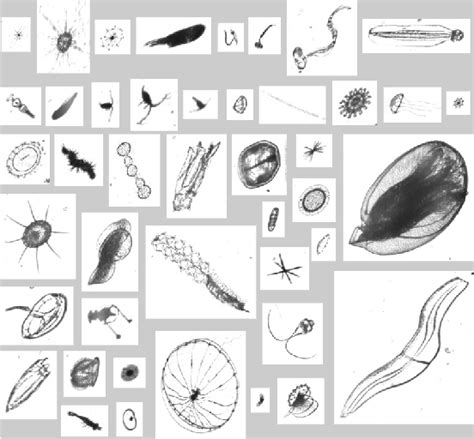 Figure 1 From Plankton Classification With Deep Learning Semantic Scholar