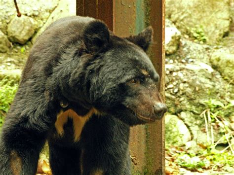 Japanese Black Bear Zoochat