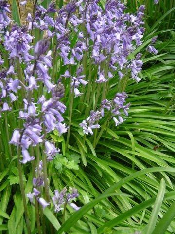 Hyacinthus Orientalis Var Albulus Roman Hyacinth French Hyacinth