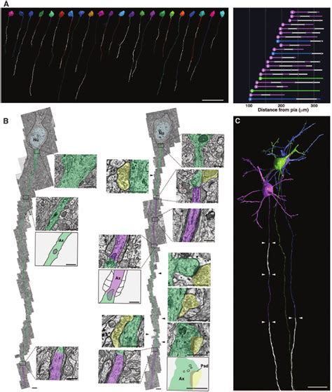 Layer Ii Iii Pyramidal Neurons Display Novel Profiles Of Longitudinal Download Scientific