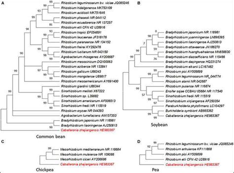 Genetic Diversity Of Rhizobia Associated With Different Crops For