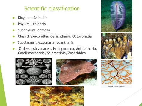 Biology Of Corals Pptx