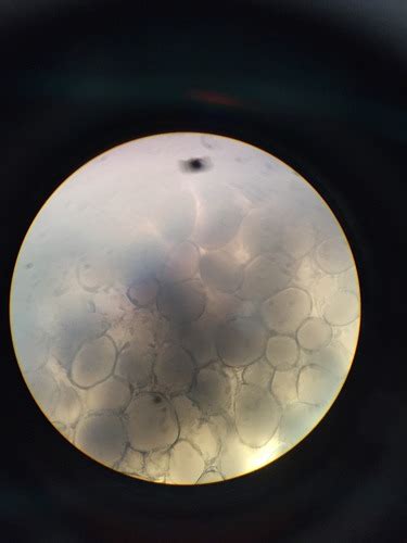 Anatomy Cells Flashcards Quizlet