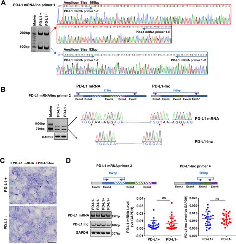 Generation Of Pd L1 Lnc In Pd L1 Protein Positive Or Pd L1 Download Scientific Diagram