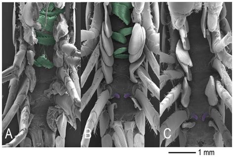Pronounced And Prevalent Intersexuality Does Not Impede The Demon Shrimp Invasion PeerJ
