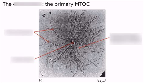 Centrosome Definition