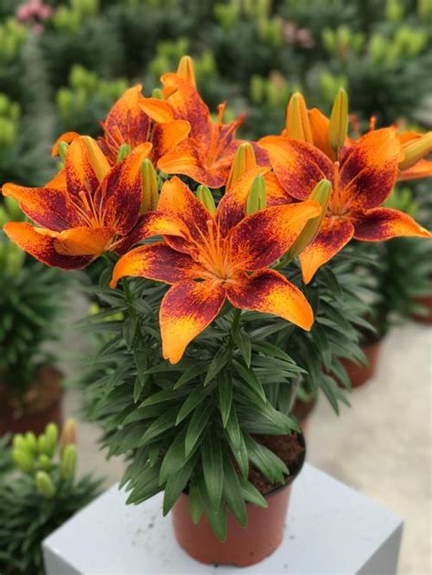 Lilium Asiatic Pot Lily Looks™ Tiny Cosmic From Growing Colors
