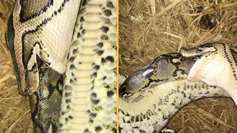 Burmese Python Eats Larger Reticulated Python Bangladesh Faunaclassifieds