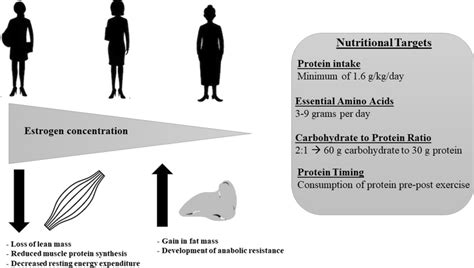 Key Considerations In Body Composition Across A Womans Lifespan And Download Scientific