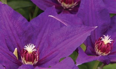 Vancouver Danielle Clematis Vines Johnsons Nursery Knowledgebase