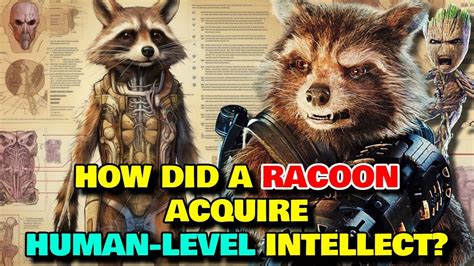 Rocket Raccoon Anatomy Explored How Did A Racoon Achieve Intelligence