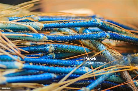 거 대 한 말레이시아의 초대형 크기 거 대 한 강 참새우 또는 거 대 한 민물 새우 로 알려진 새우 Palaemonid 민물