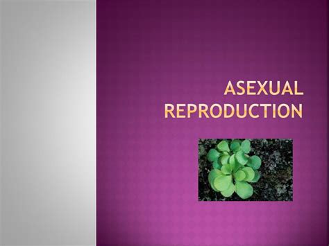 Ppt Plant Reproduction Powerpoint Presentation Free Download Id