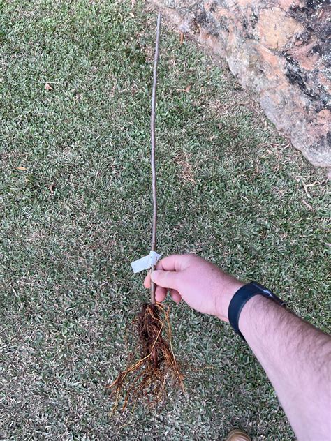 Buy Apple Rootstock M7 Apple Rootstock Ross Creek Tropicals