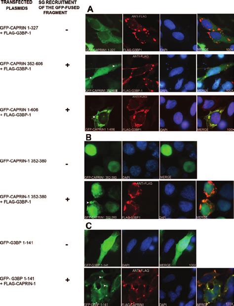The RNA Binding Domain Of A Single Interacting Partner Of The Download Scientific Diagram