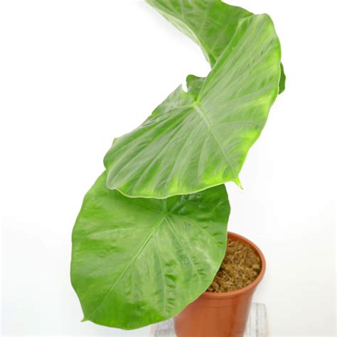 Elefantøre (Alocasia macrorrhizos)
