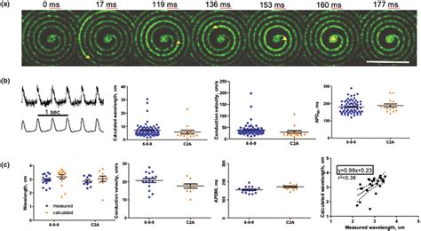 Electrophysiology Of Ips‐derived Cardiomyocytes On Spiral‐patterned