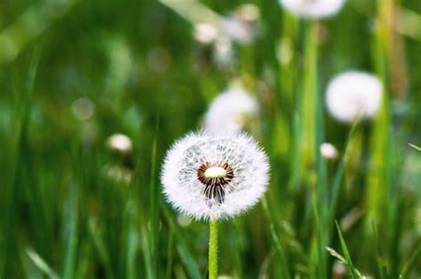 Premium Photo Dandelion On Grass