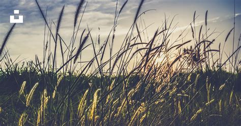 푸른 잔디밭의 풍경 사진 사진 Unsplash의 무료 풀 이미지