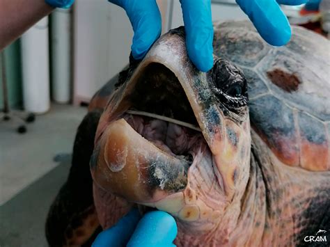 2024 Cram Macroplasticos Anna Cram