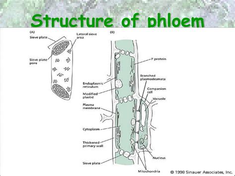 Ppt Plant Water And Food Transport Process Powerpoint Presentation