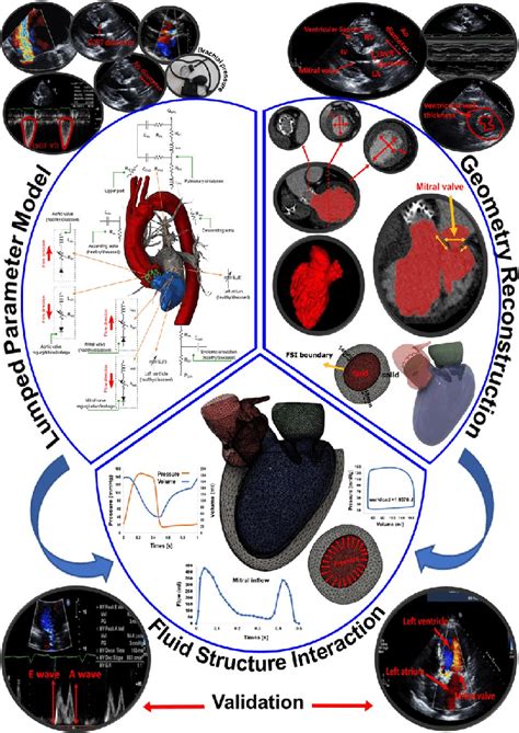 Schematic Diagram Of Computational Domain Anatomical And Electrical Download Scientific