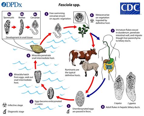 Fasciola Hepatica Common Liver Fluke Or Sheep Liver Fluke