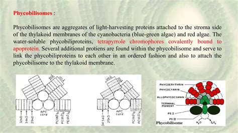 Cyanophyceae Protoplasmic Structure And Phycobilisomes Structure Pptx