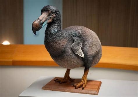 Was The Dodo Really A Slow Fat Bird Fated To Extinction 400 Years Of