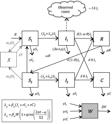 Compartmental Diagram Of Model Structure The Model Is Described In The Download Scientific