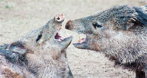 Javelina Teeth