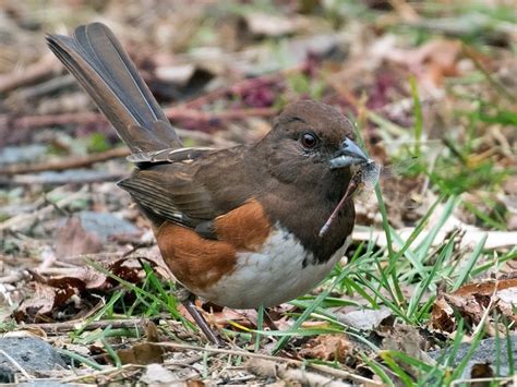 Eastern Towhee Ebird