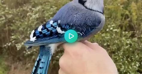 Bird S For Your Viewing Pleasure Album On Imgur