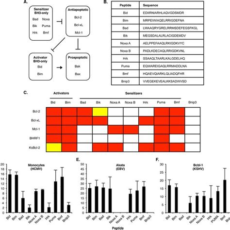 Bh3 Profiling Reveals Distinct Patterns Of Dependence On Bcl 2 Proteins