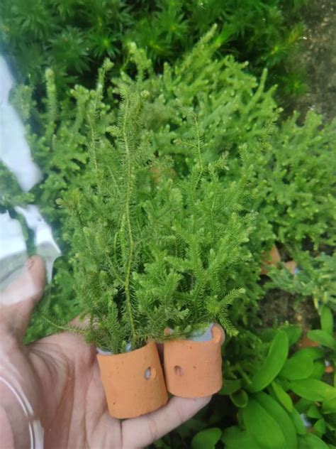 Batang Keras Media Pot Aquascape Lazada Indonesia