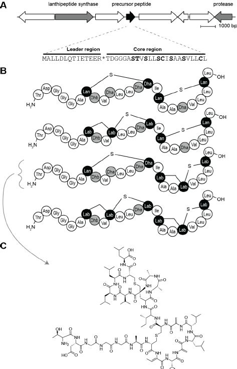 Informatipeptin Gene Cluster And Structural Predictions Via Rippquest Download Scientific