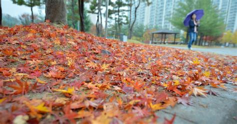 비에 떨어진 단풍잎