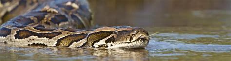 The Burmese Python Disease Invasion Ufifas One Health