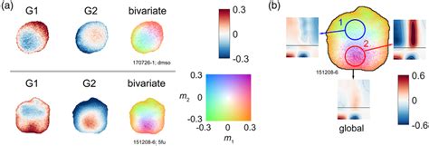 A Bivariate Color Representation Of Drug Responses Of Two Samples Download Scientific Diagram