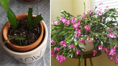 Cómo Propagar Cactus De Navidad Danruilo