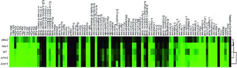 Comparative Nitrogen Source Utilization Profiles Of T Atroviride Download Scientific Diagram