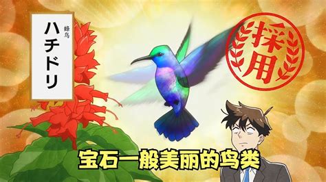 天地设计创造部：一场有光审美的大战，像宝石一样闪烁的鸟类！ Youtube