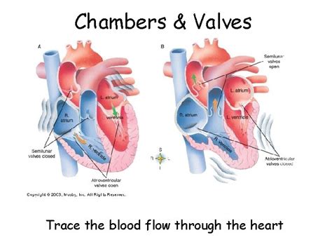 Anatomy Of The Cardiovascular System Cardiovascular System Also