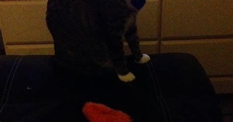 My Cat Gallifrey With Catnip Carrot Toy For Scale Imgur