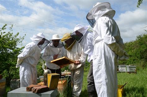 Stage Intensif 7 Jours Mai 2024 Coopérative Des Apiculteurs Doccitanie