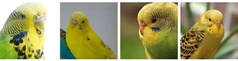 Budgie Sex Identification Your Complete Guide